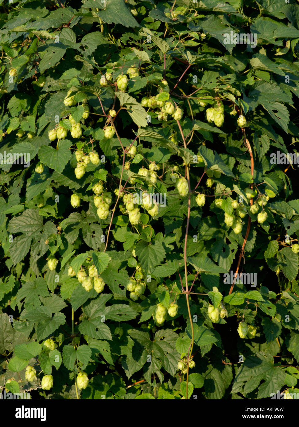Common hop (Humulus lupulus Stock Photo - Alamy
