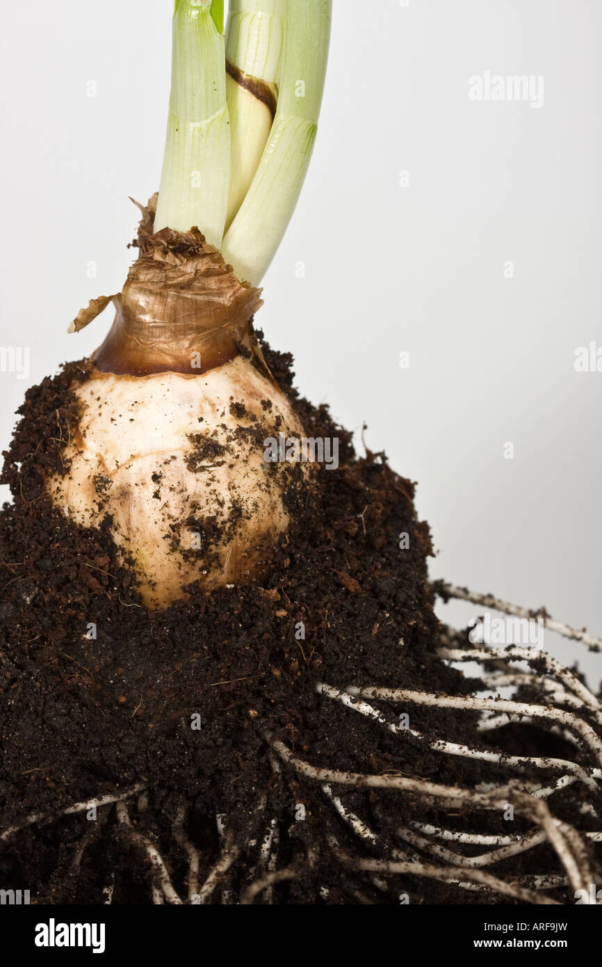 Soil hi res hi-res stock photography and images - Alamy