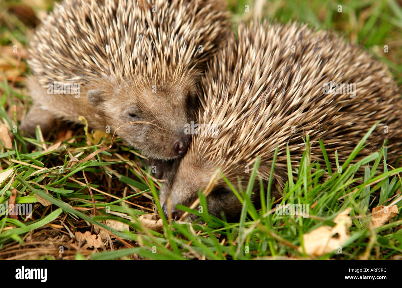 Europe England Herefordshire West European Hedgehog Erinaceus europaeus ...