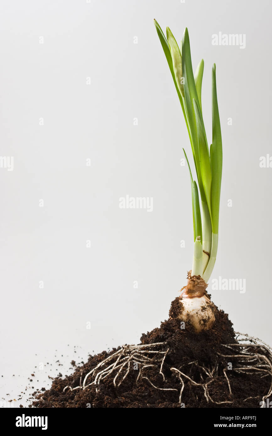 Flowers root structure hi-res stock photography and images - Alamy
