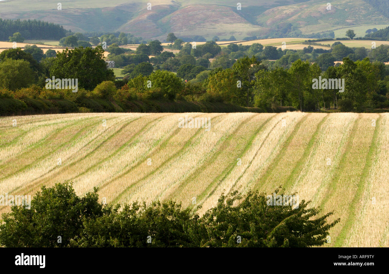 Europe England colourful field Stock Photo - Alamy