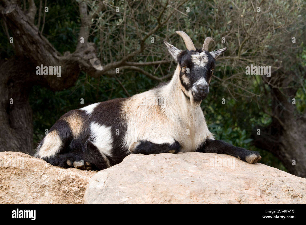 Tramuntana goat hi-res stock photography and images - Alamy