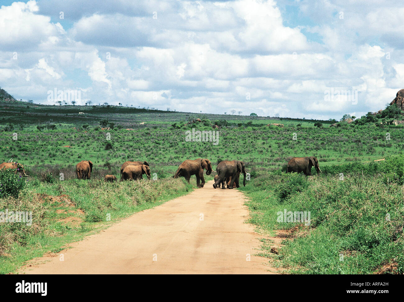 Elephant herd of females and calves in line crossing dirt gravel murram ...