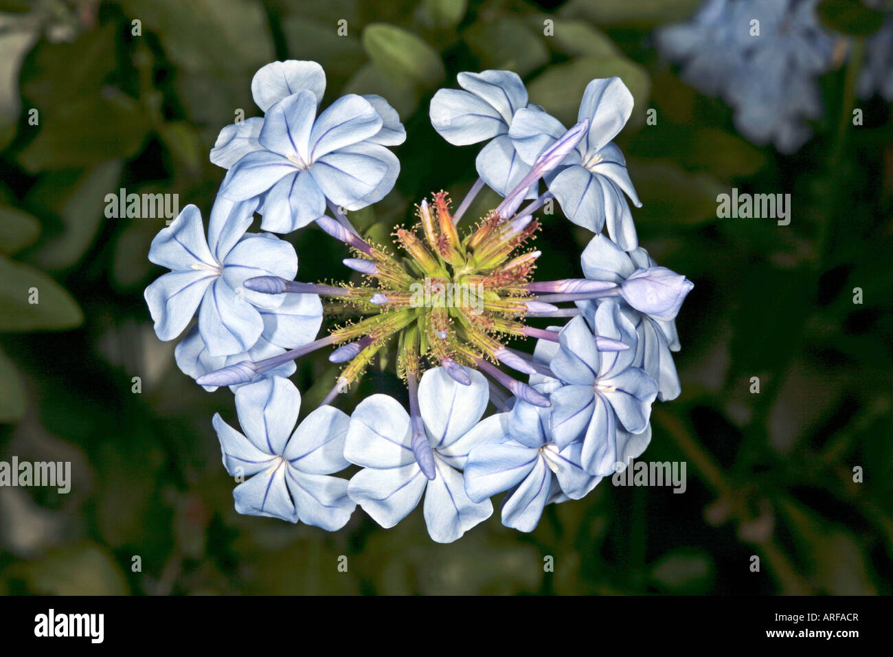 Plumbago/Leadwort- Plumbago auriculata- Family Plumbaginaceae Stock ...
