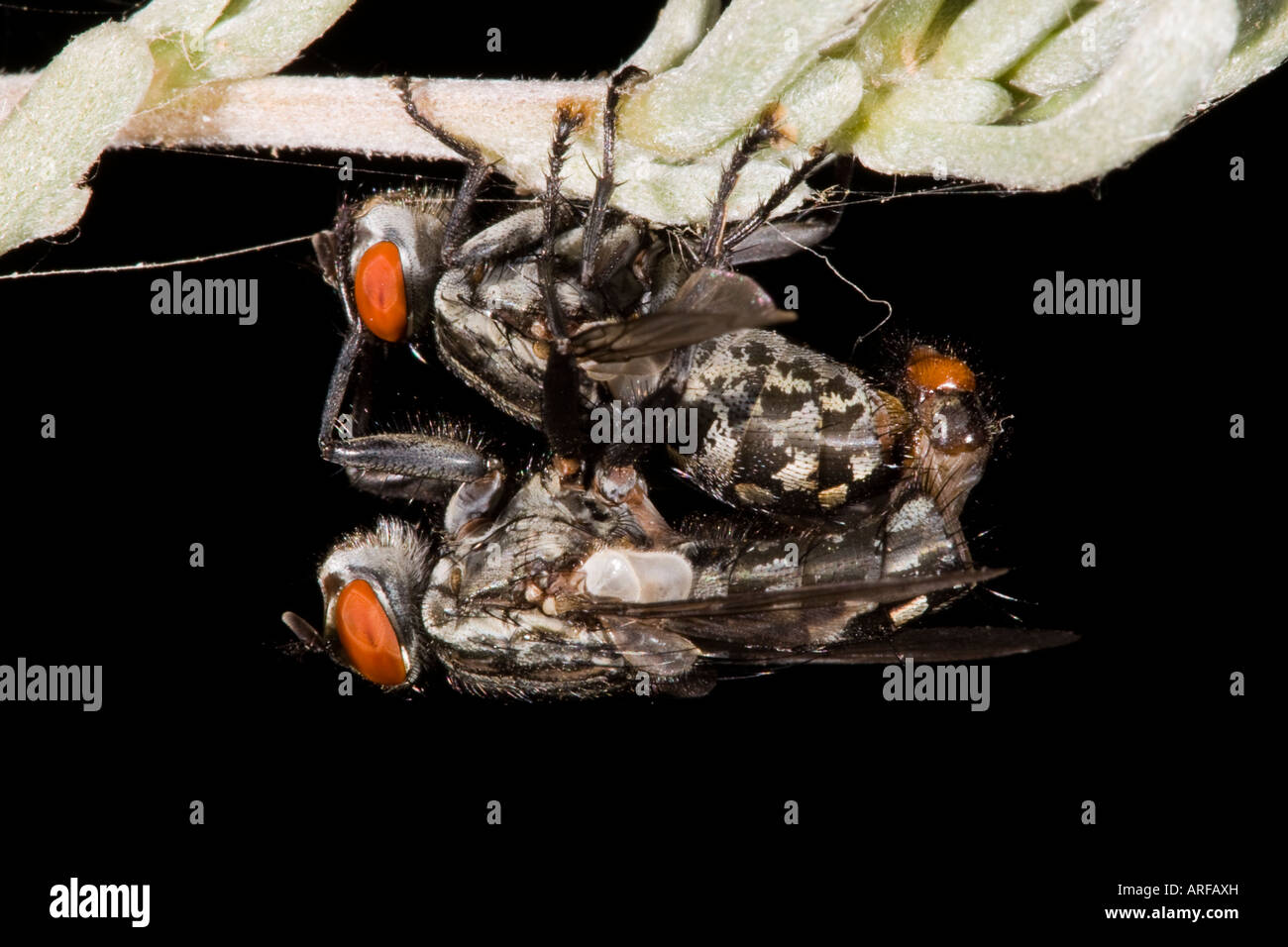 Red flies hi-res stock photography and images - Alamy