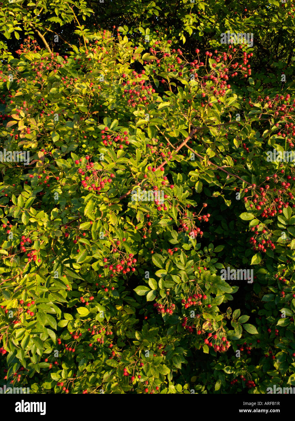 Rose helenae hi-res stock photography and images - Alamy