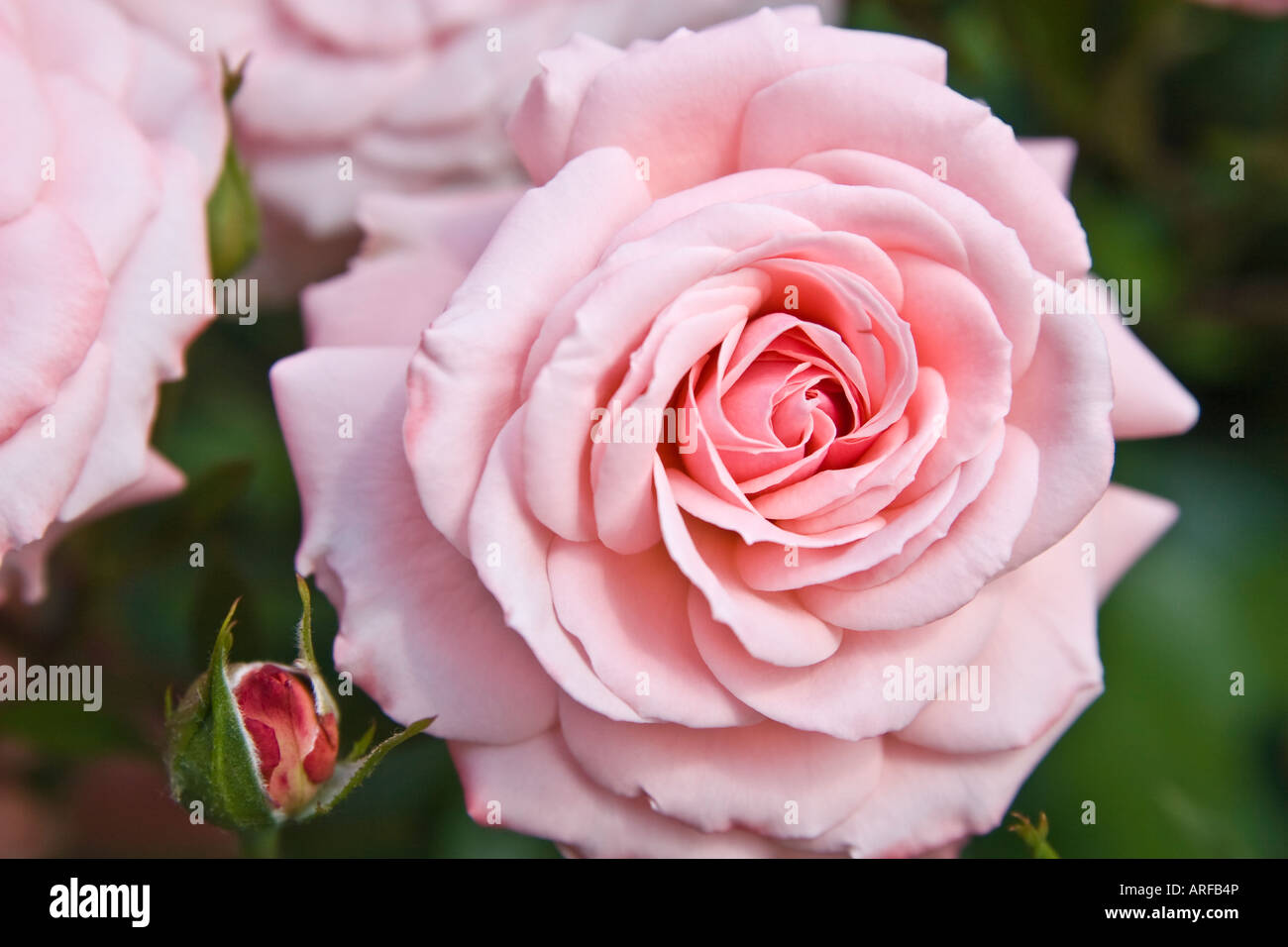 Large images floral hi-res stock photography and images - Alamy