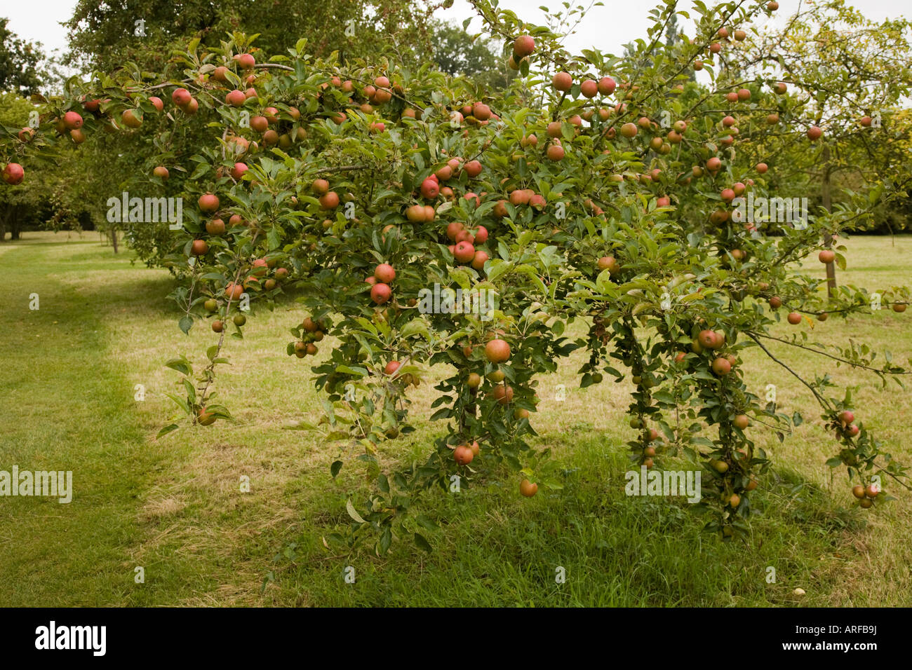 Heavily laiden apple tree Stock Photo - Alamy