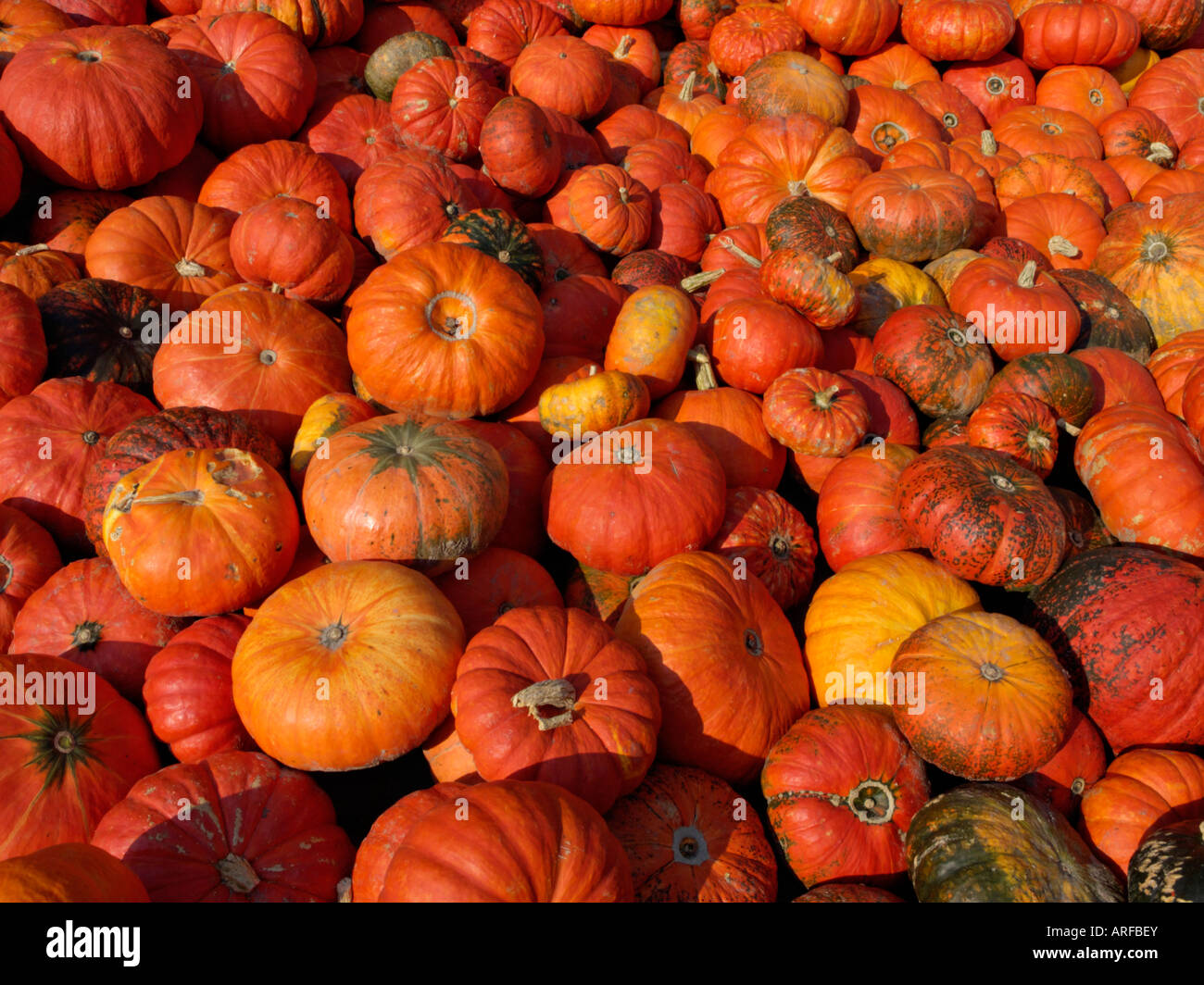 Winter squash (Cucurbita maxima 'Rouge Vif d'Etampes' Stock Photo - Alamy
