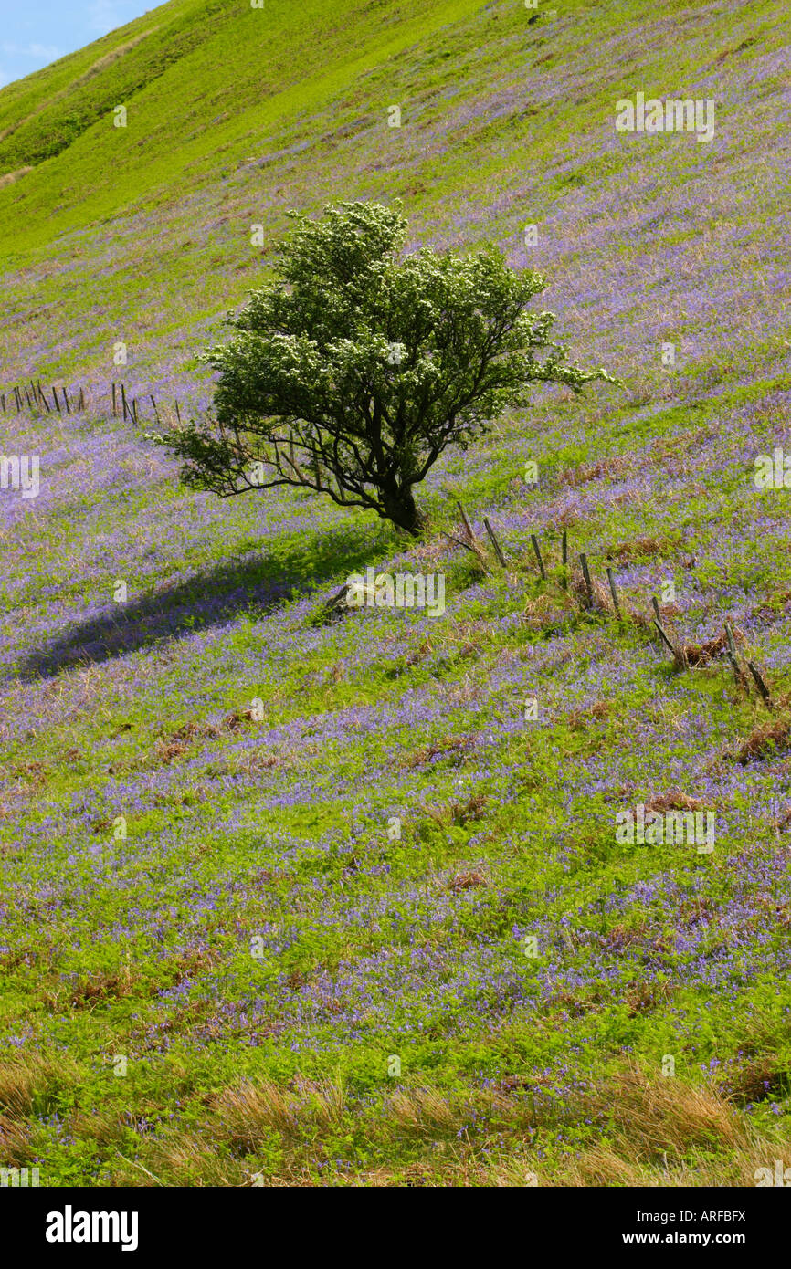 Europe Wales scenic hillside in Snowdonia National Park Stock Photo - Alamy