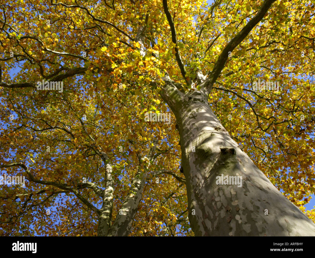 Common plane (Platanus x hispanica Stock Photo - Alamy