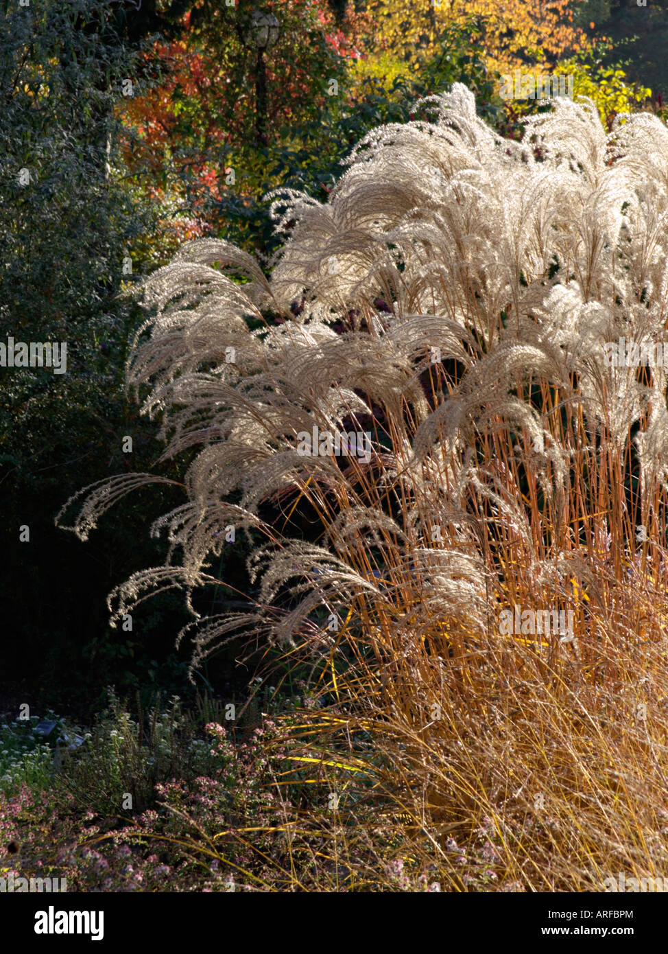 Chinese silver grass (Miscanthus sinensis 'Flamingo' Stock Photo - Alamy