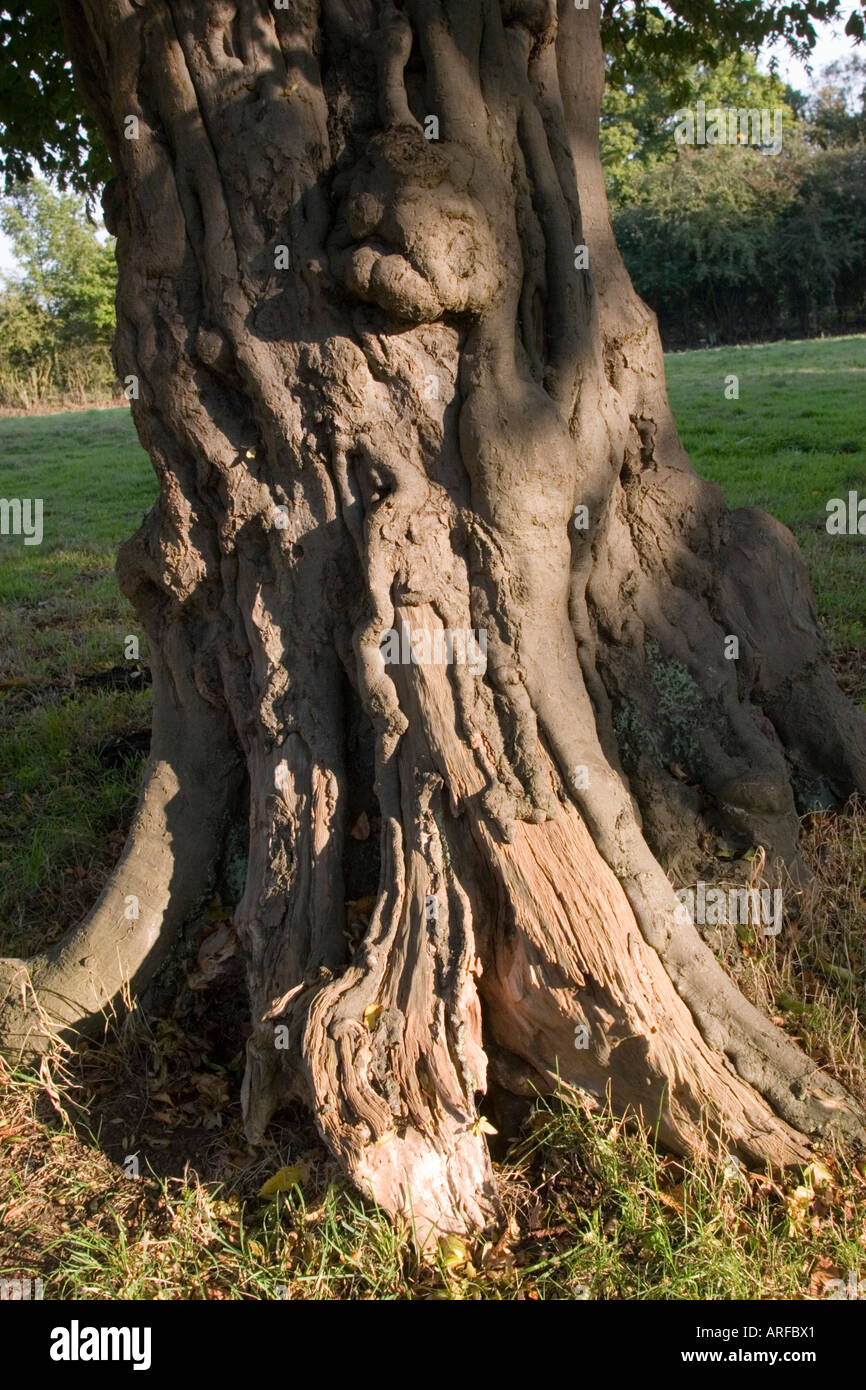 Old knarled tree trunk Stock Photo - Alamy
