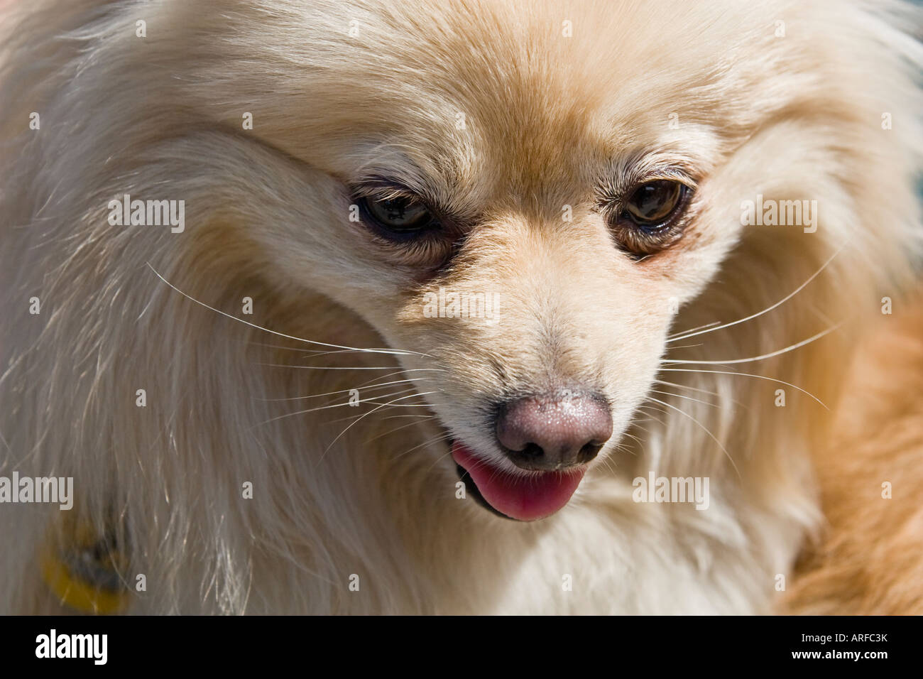 Pomeranian Spitz toy dog breed Stock Photo - Alamy