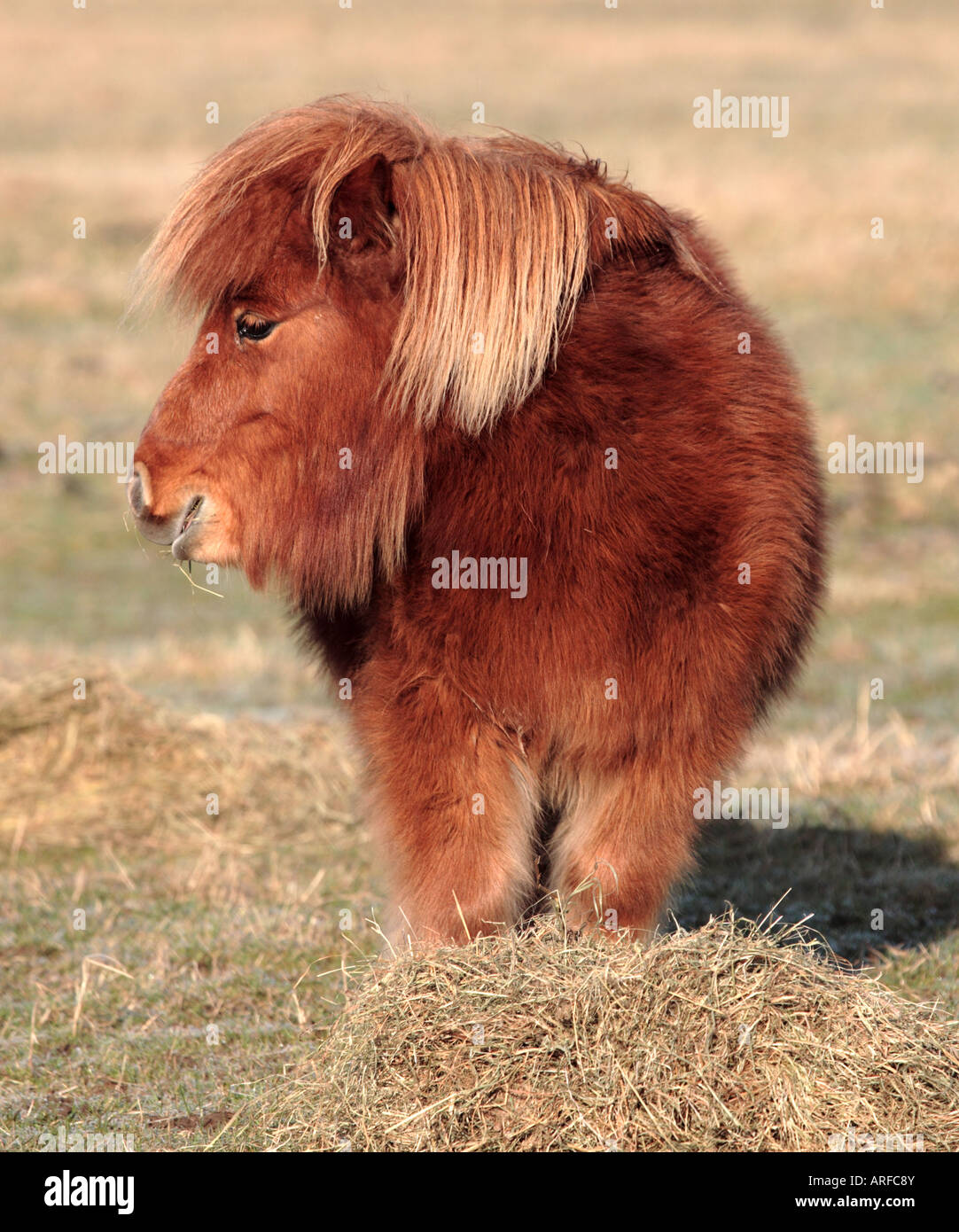 shetland pony eating hay Stock Photo - Alamy