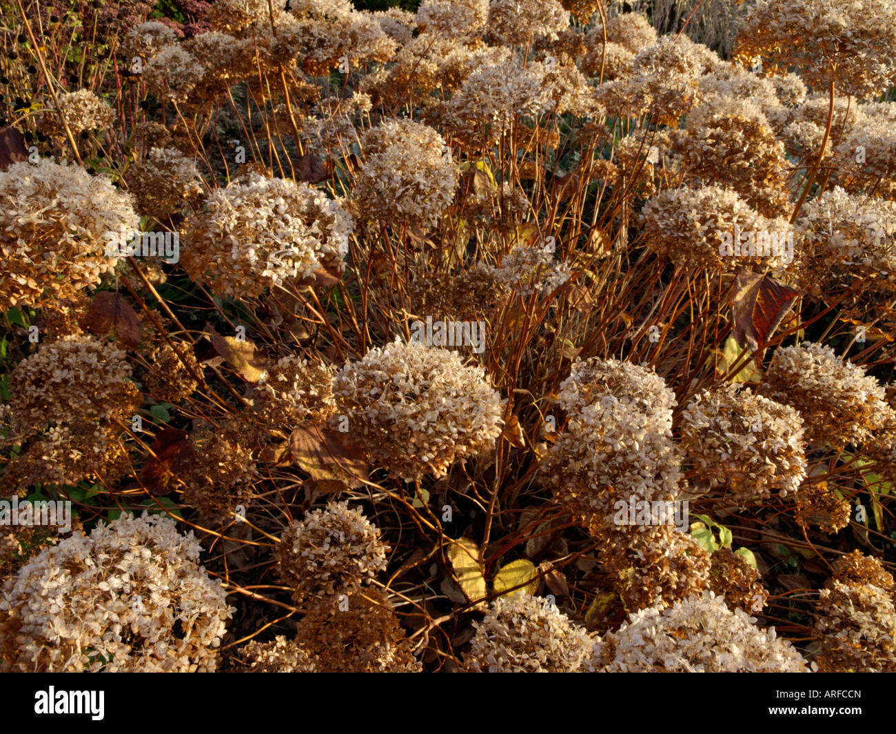 Tree hydrangea (Hydrangea arborescens subsp. radiata Stock Photo - Alamy
