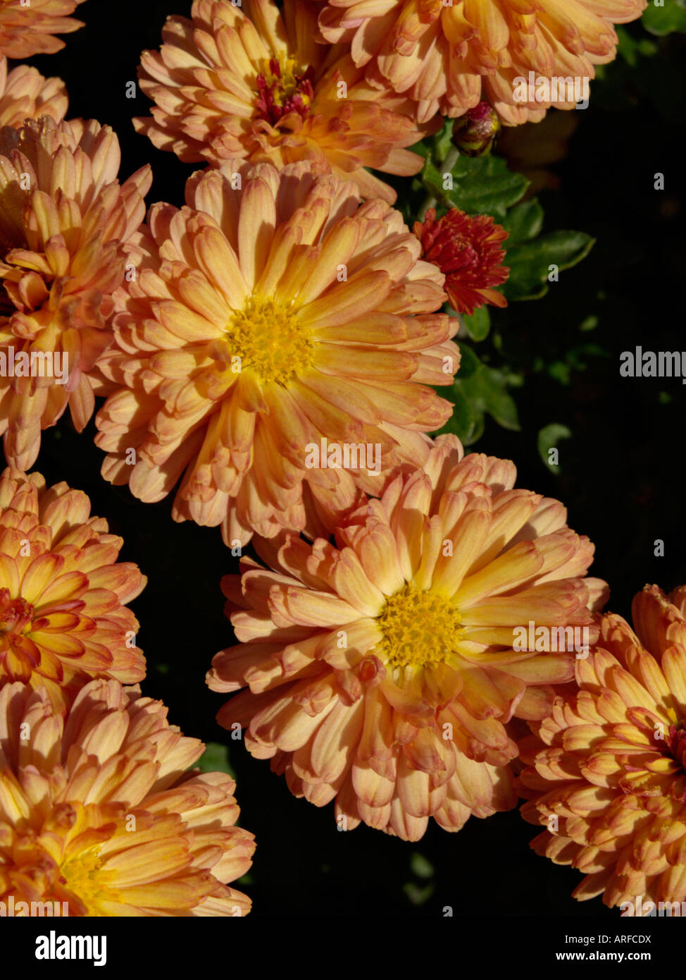 Chrysanthemum (Chrysanthemum indicum 'Rehauge' Stock Photo - Alamy