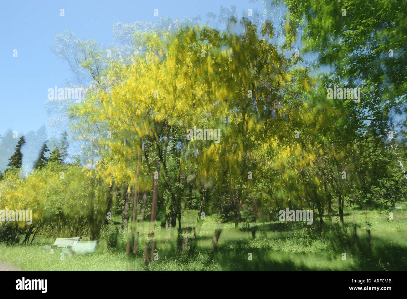Multi interest tree hi-res stock photography and images - Alamy