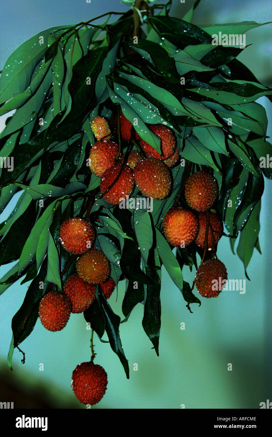 Lichie hi-res stock photography and images - Alamy