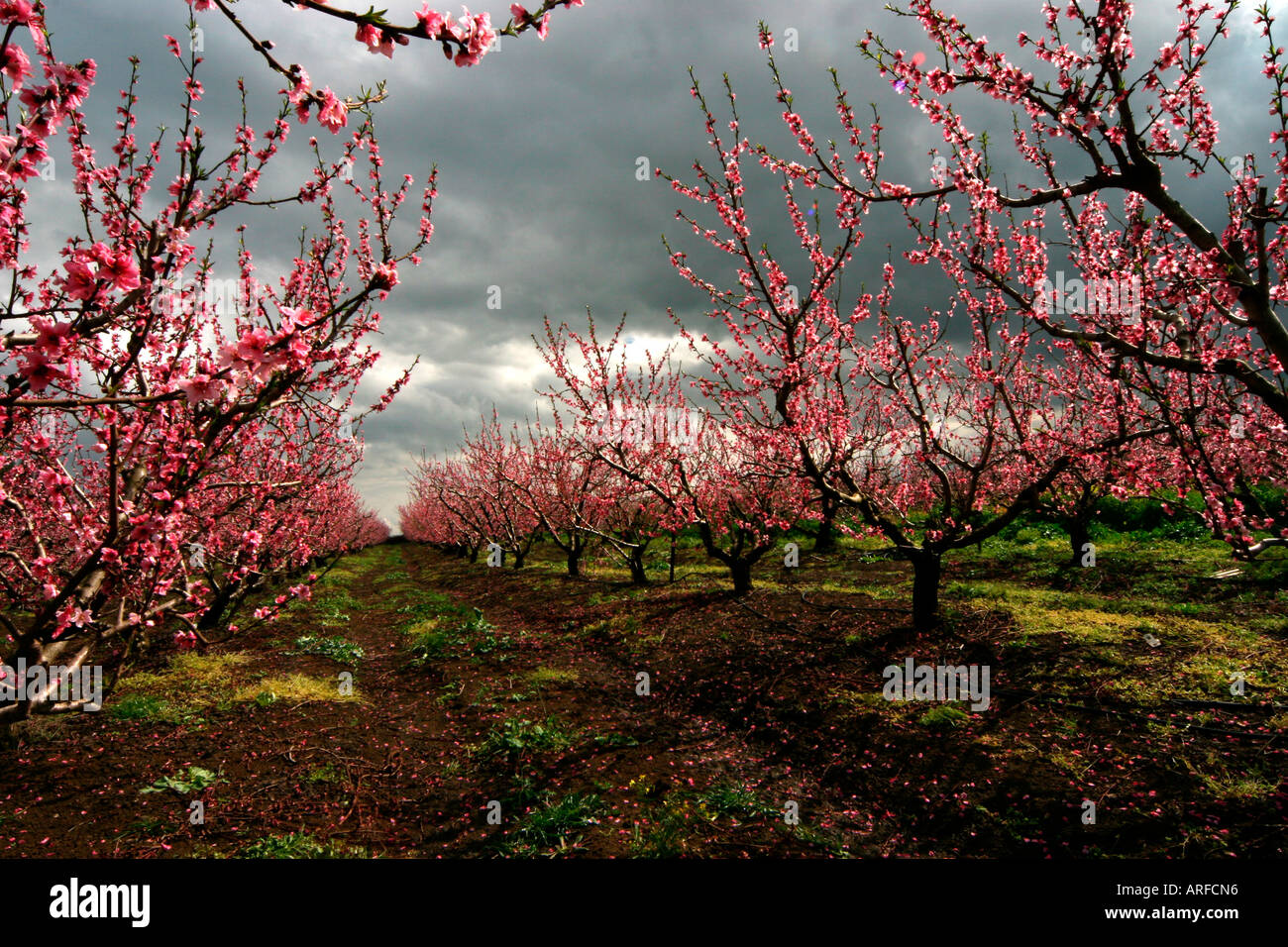 Peach plantation hi-res stock photography and images - Alamy