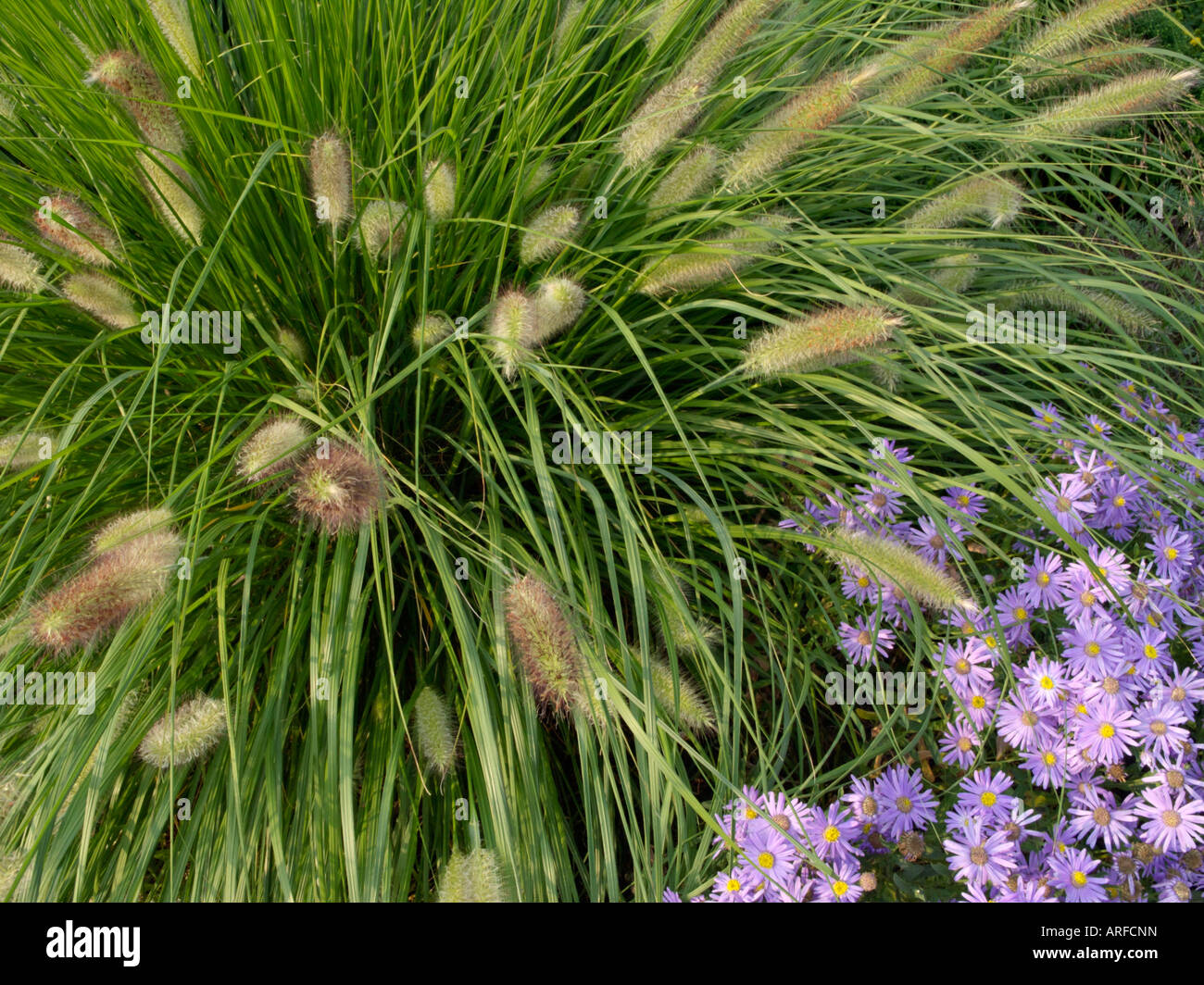 Fountain grass (Pennisetum) and aster (Aster Stock Photo - Alamy