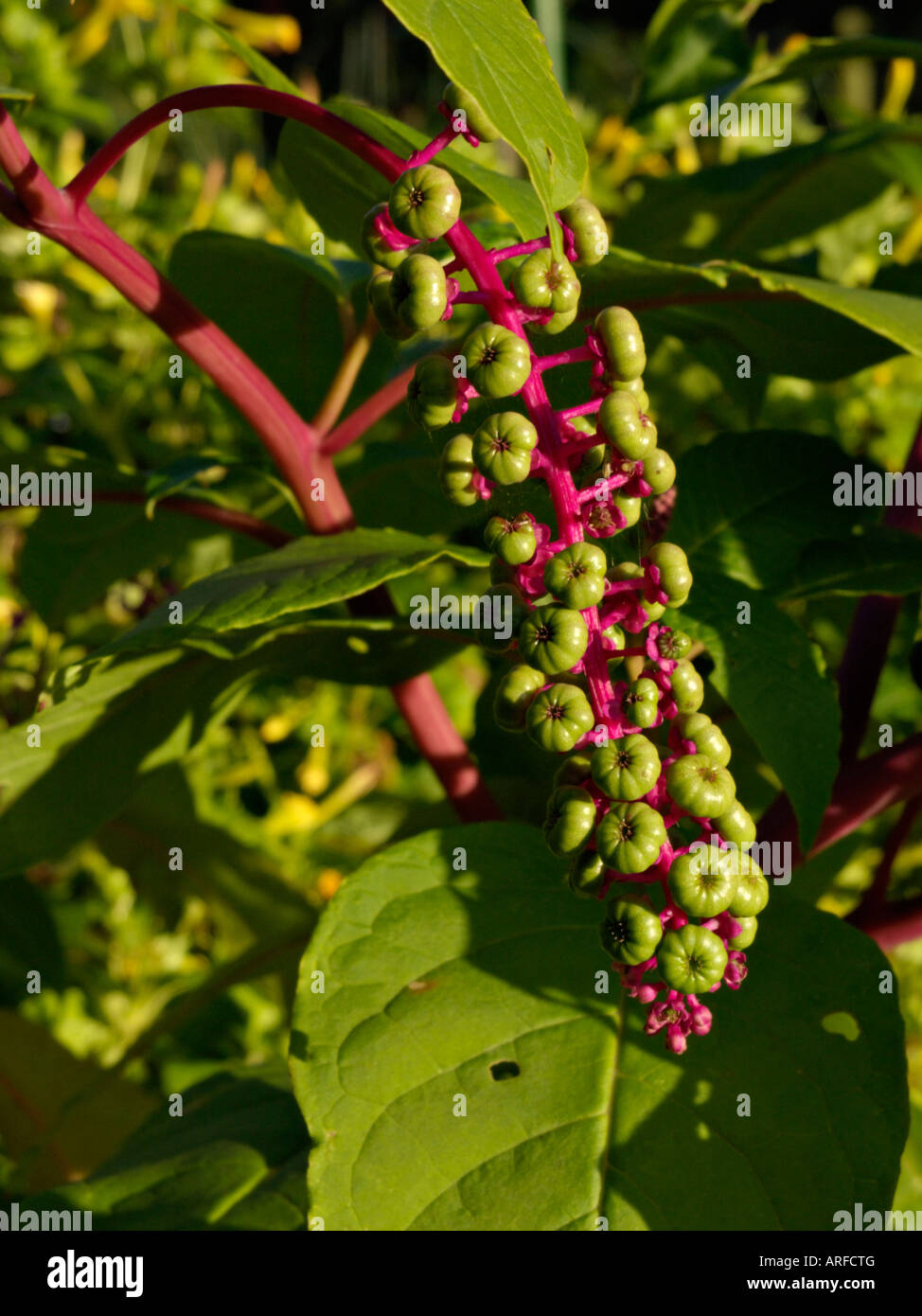 American pokeweeds hi-res stock photography and images - Alamy