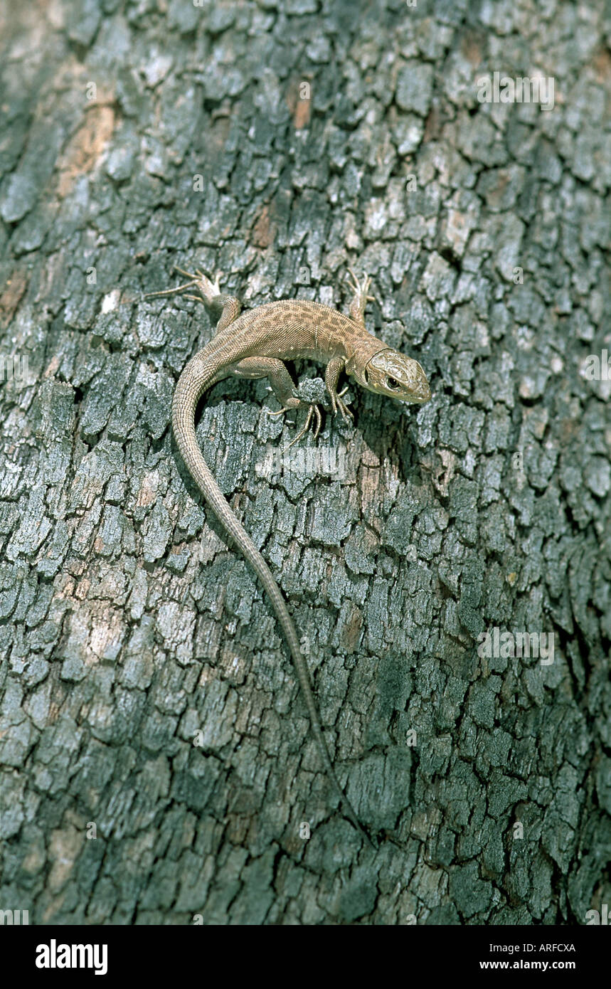 Balkan green lizard, Balkan emerald lizard (Lacerta trilineata), Greece ...