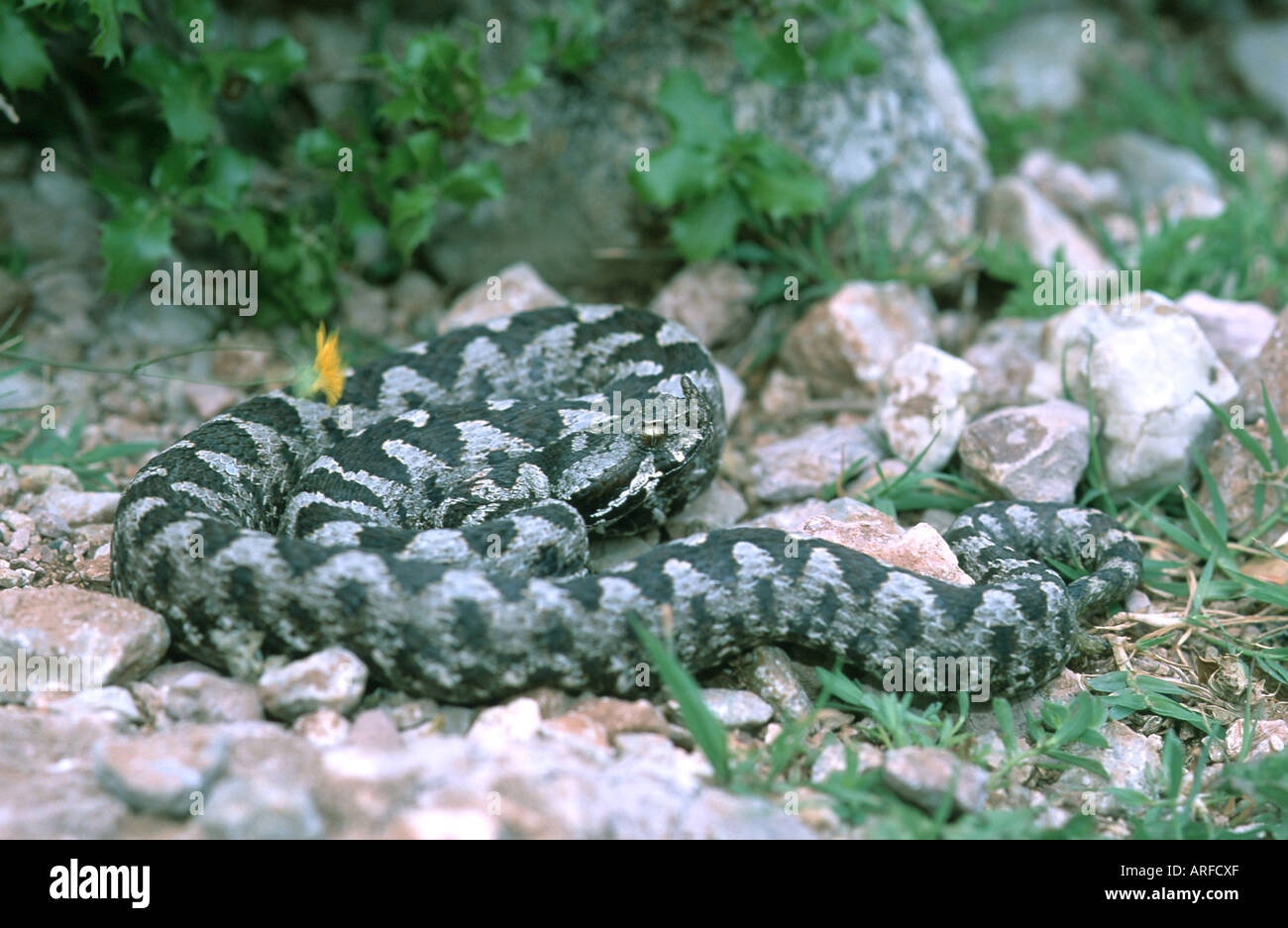Venomous snakes of greece hi-res stock photography and images - Alamy