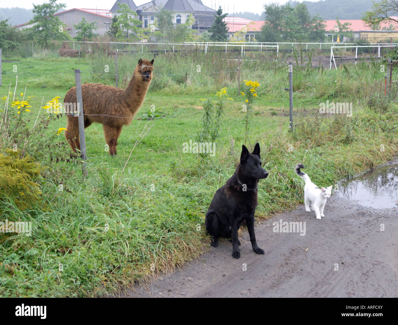 Alpaca (Lama pacos) with dog and cat Stock Photo - Alamy
