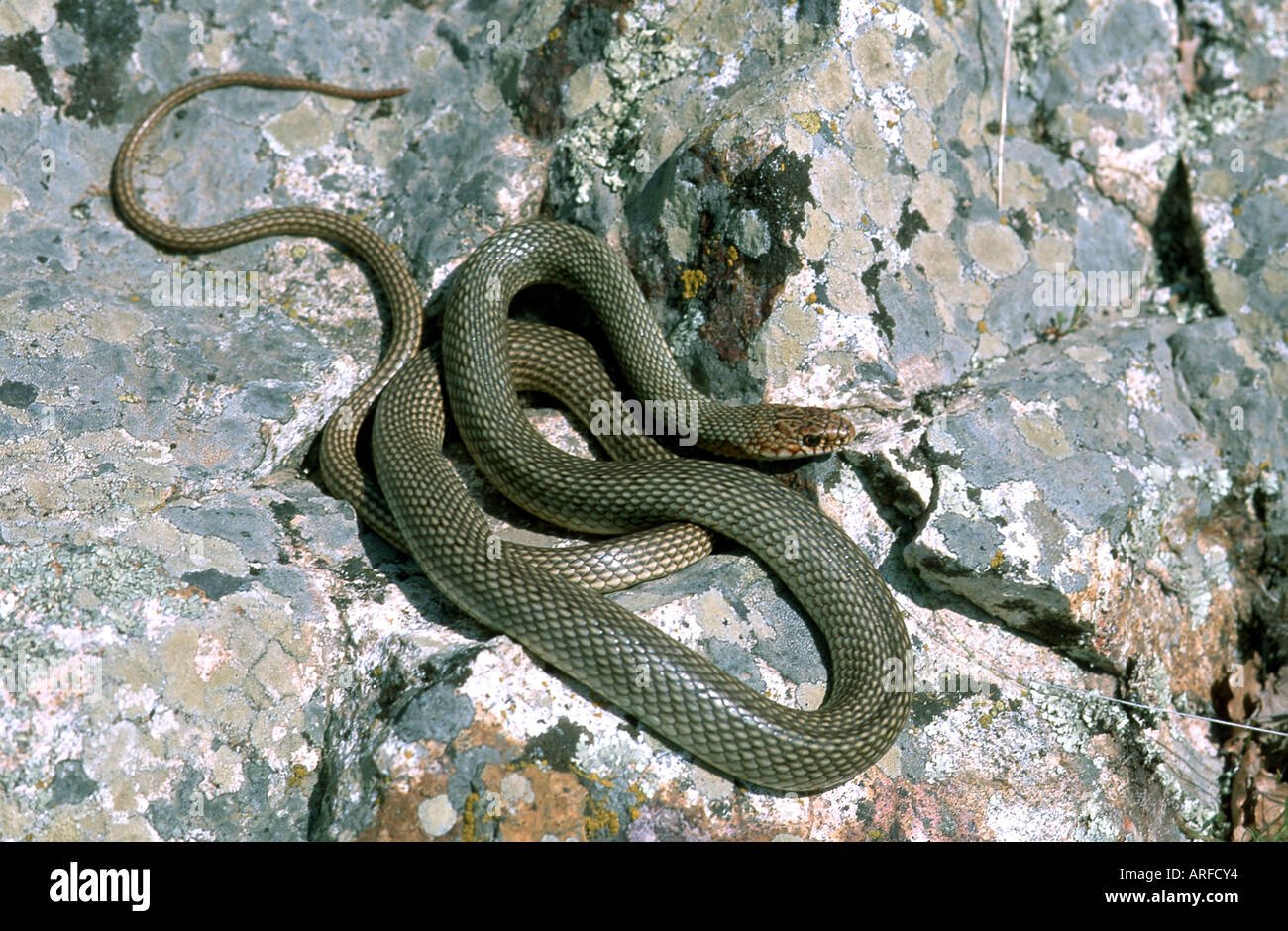 Caspian Whip Snake (Coluber (Hierophis) caspicus), Greece Stock Photo ...