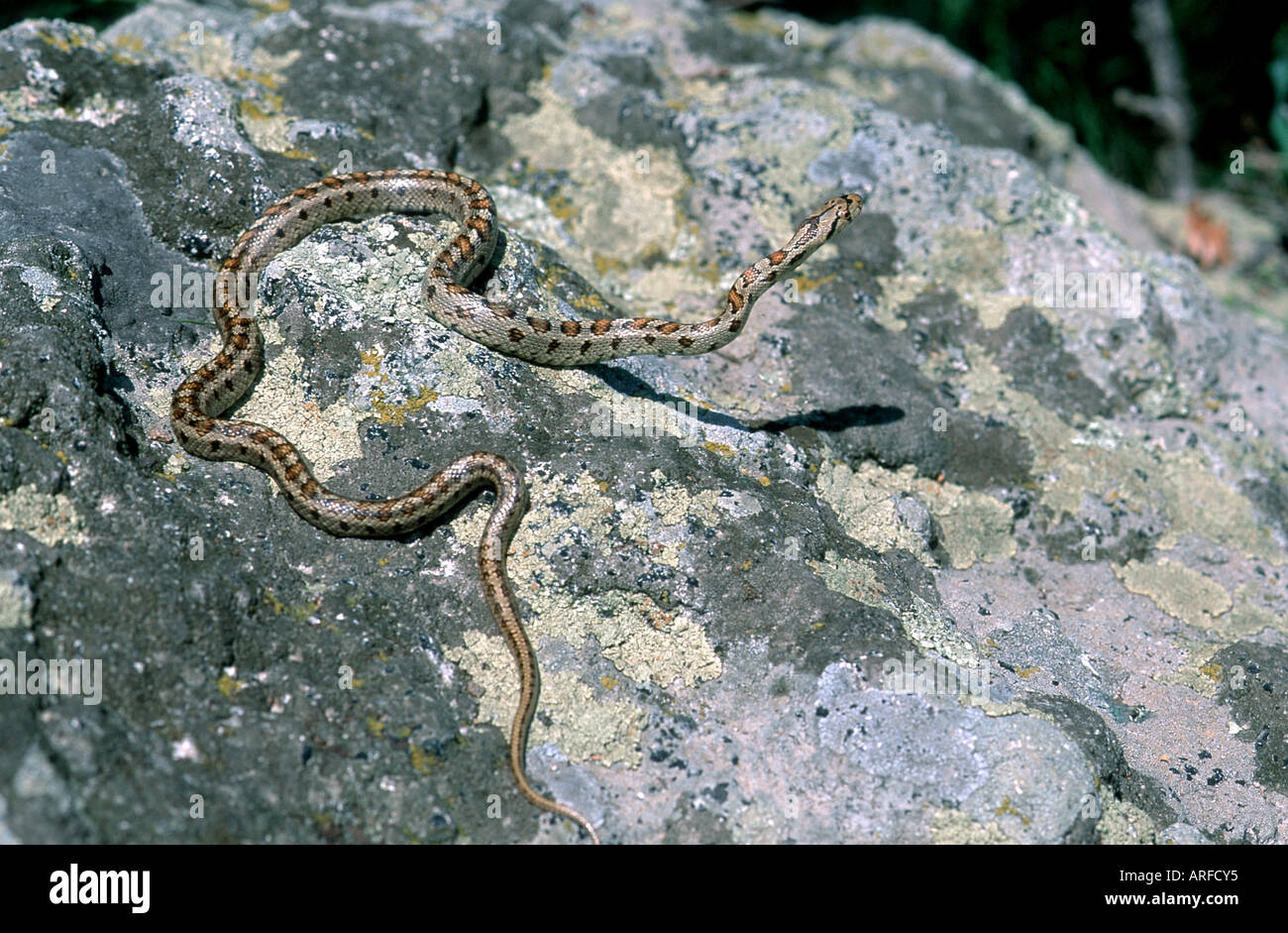 Snakes of greece hi-res stock photography and images - Alamy