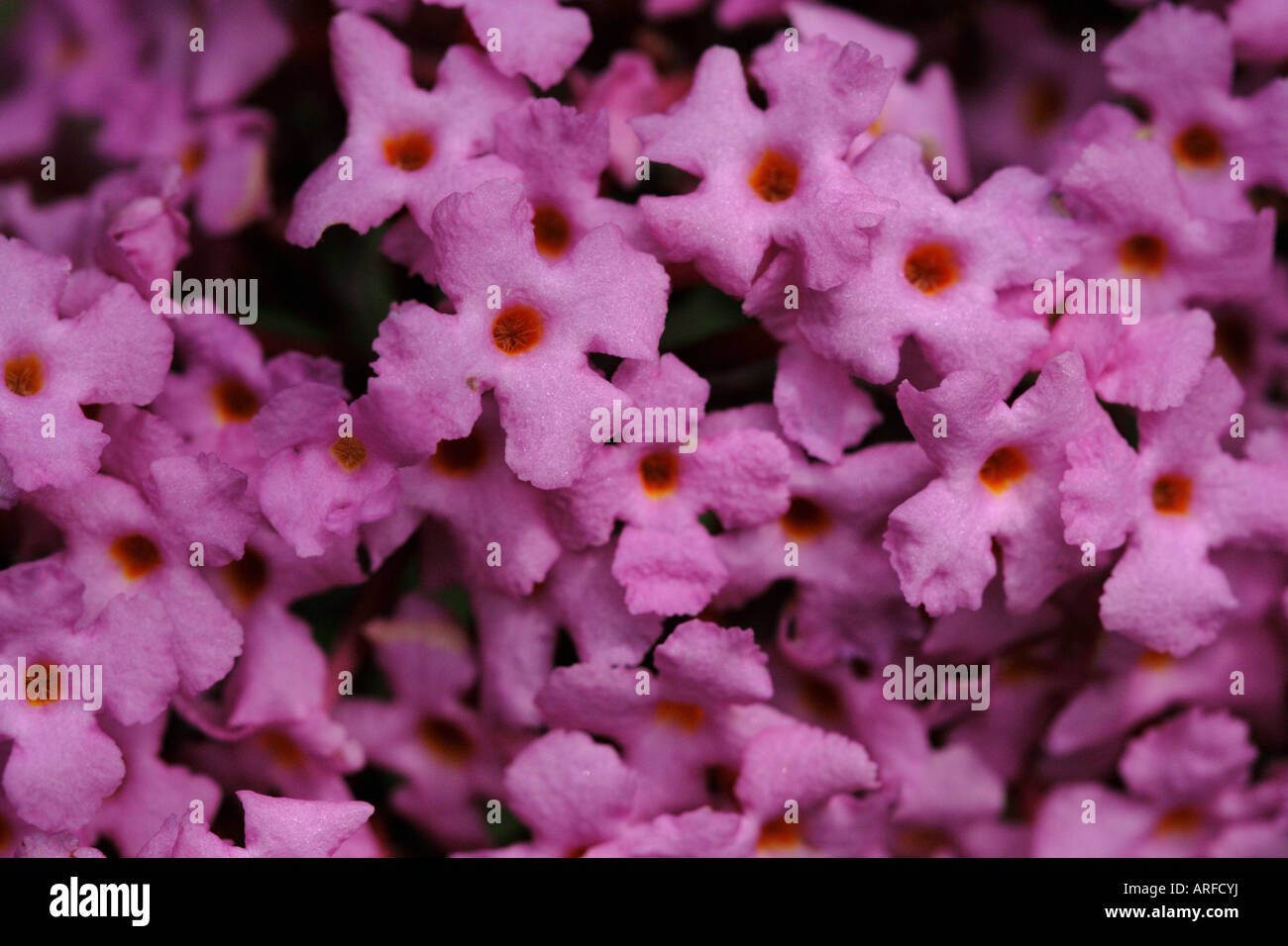 Buddleia (Buddleja davidii Stock Photo - Alamy