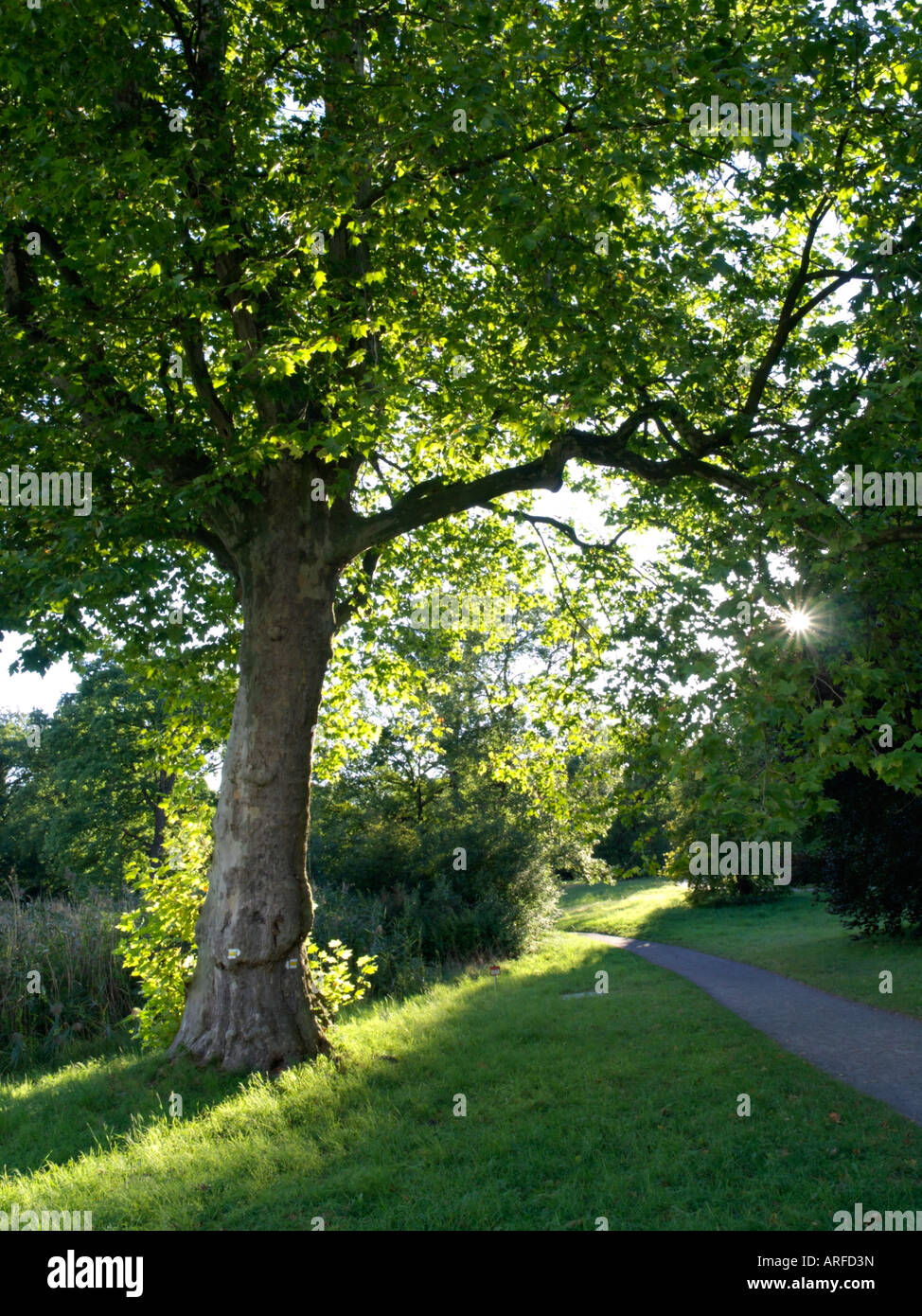 Platanus x hi-res stock photography and images - Alamy