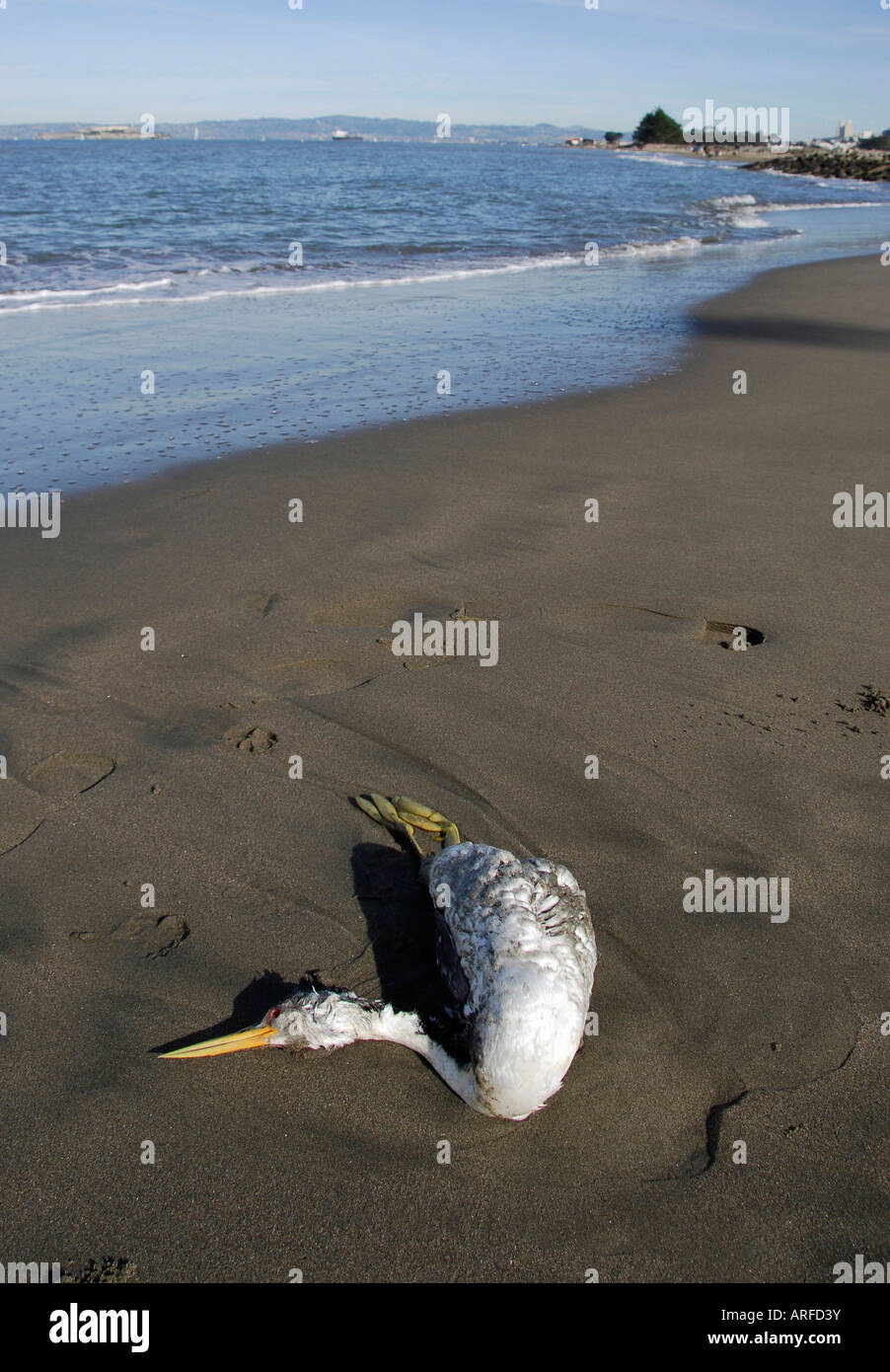 Grebe beach hi-res stock photography and images - Alamy