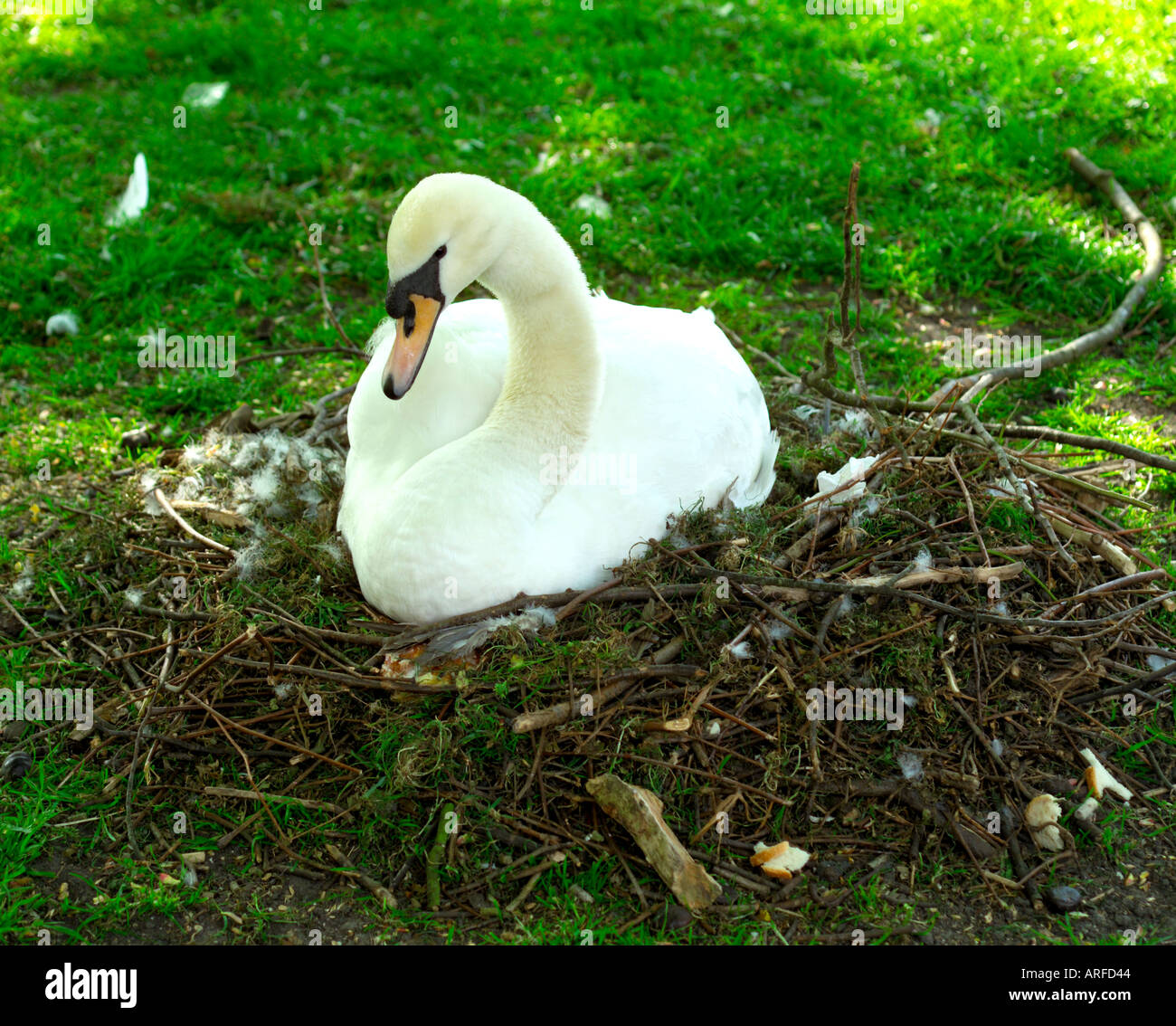 Swan danger hi-res stock photography and images - Alamy