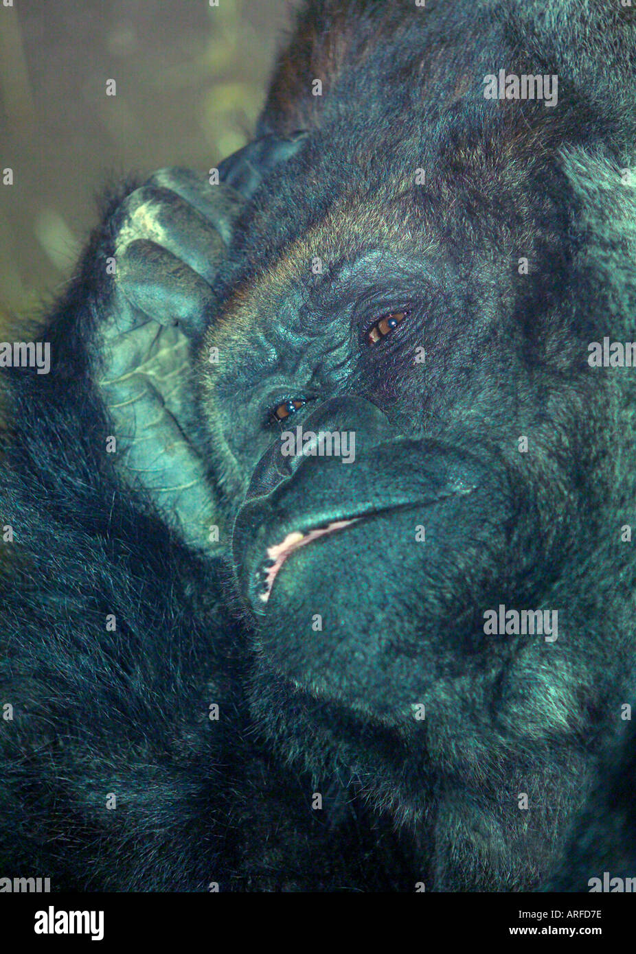 Gorillas face hi-res stock photography and images - Alamy