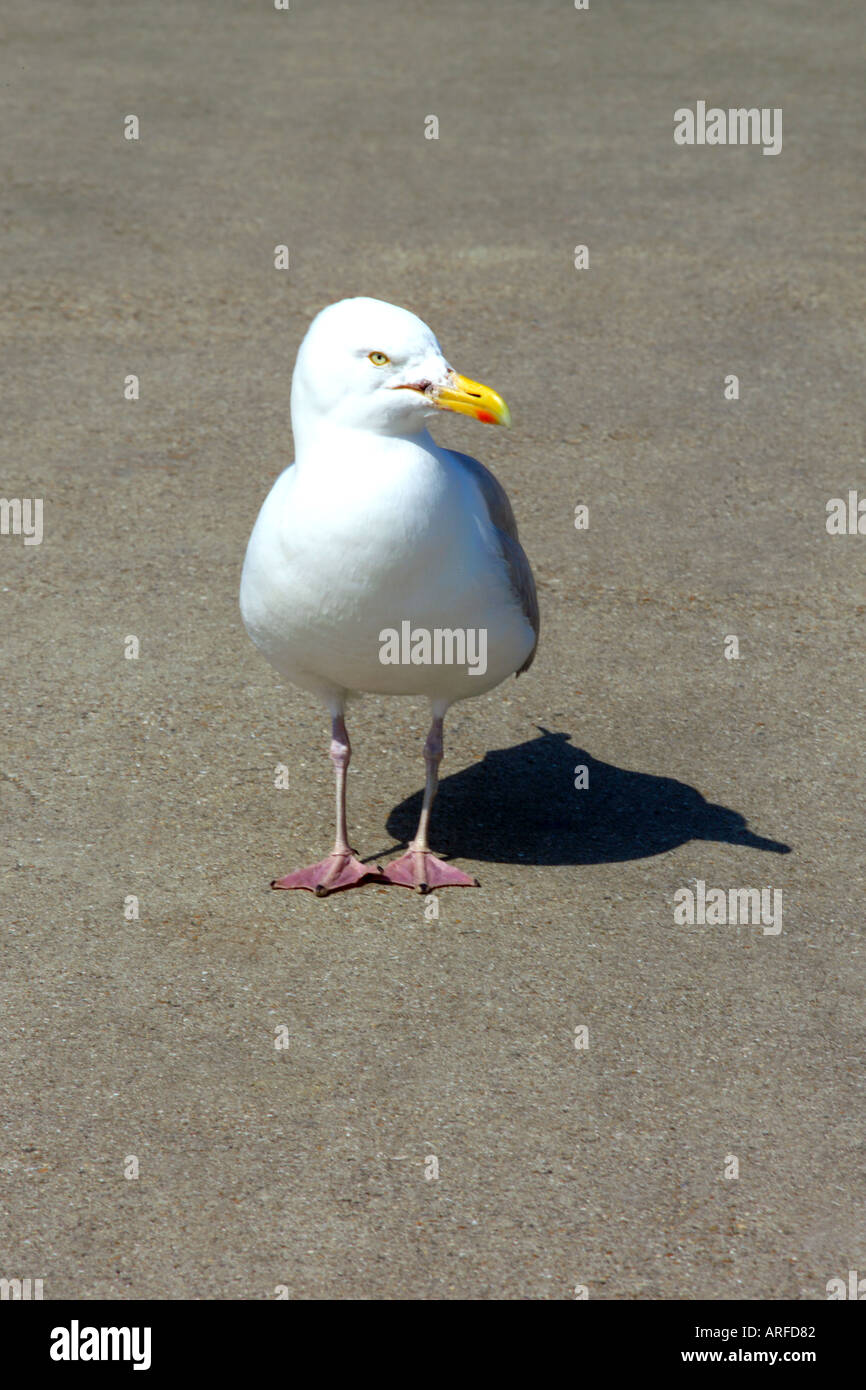 Seagull protection hi-res stock photography and images - Alamy