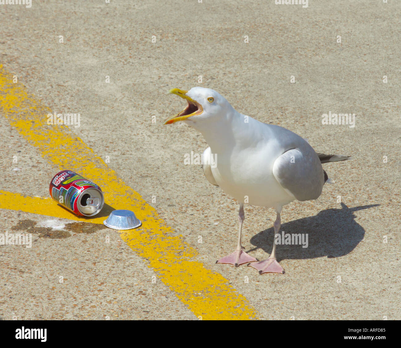 Seagull rubbish hi-res stock photography and images - Alamy