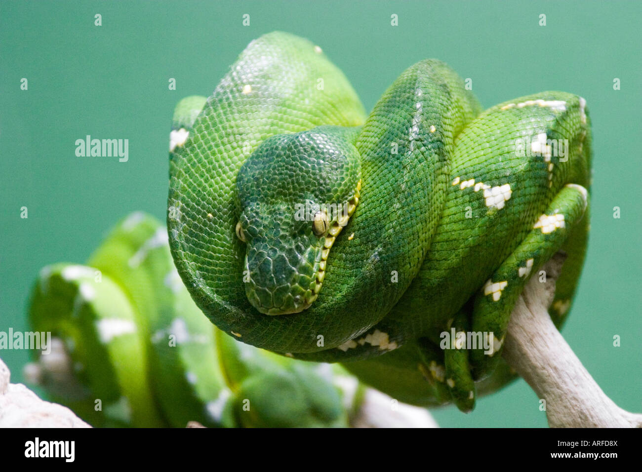 Two emerald tree boas rests with their bodies coiled around the ...