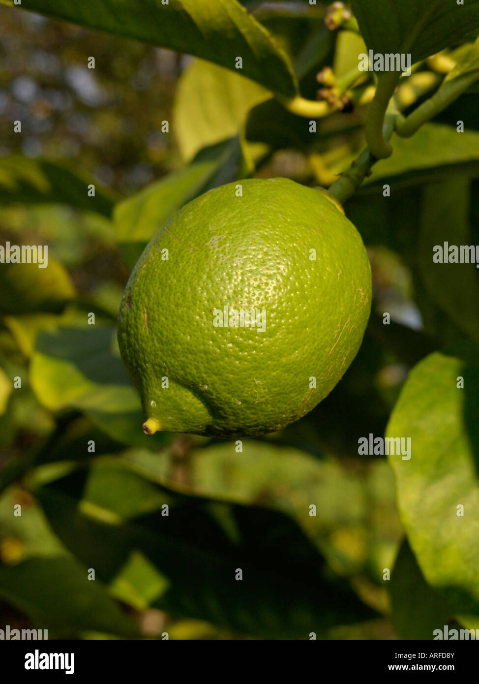 Lemon (Citrus limon Stock Photo - Alamy