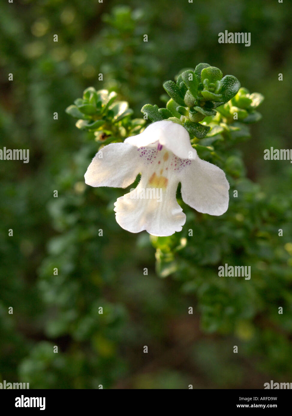 Alpine mint bush (Prostanthera cuneata Stock Photo - Alamy