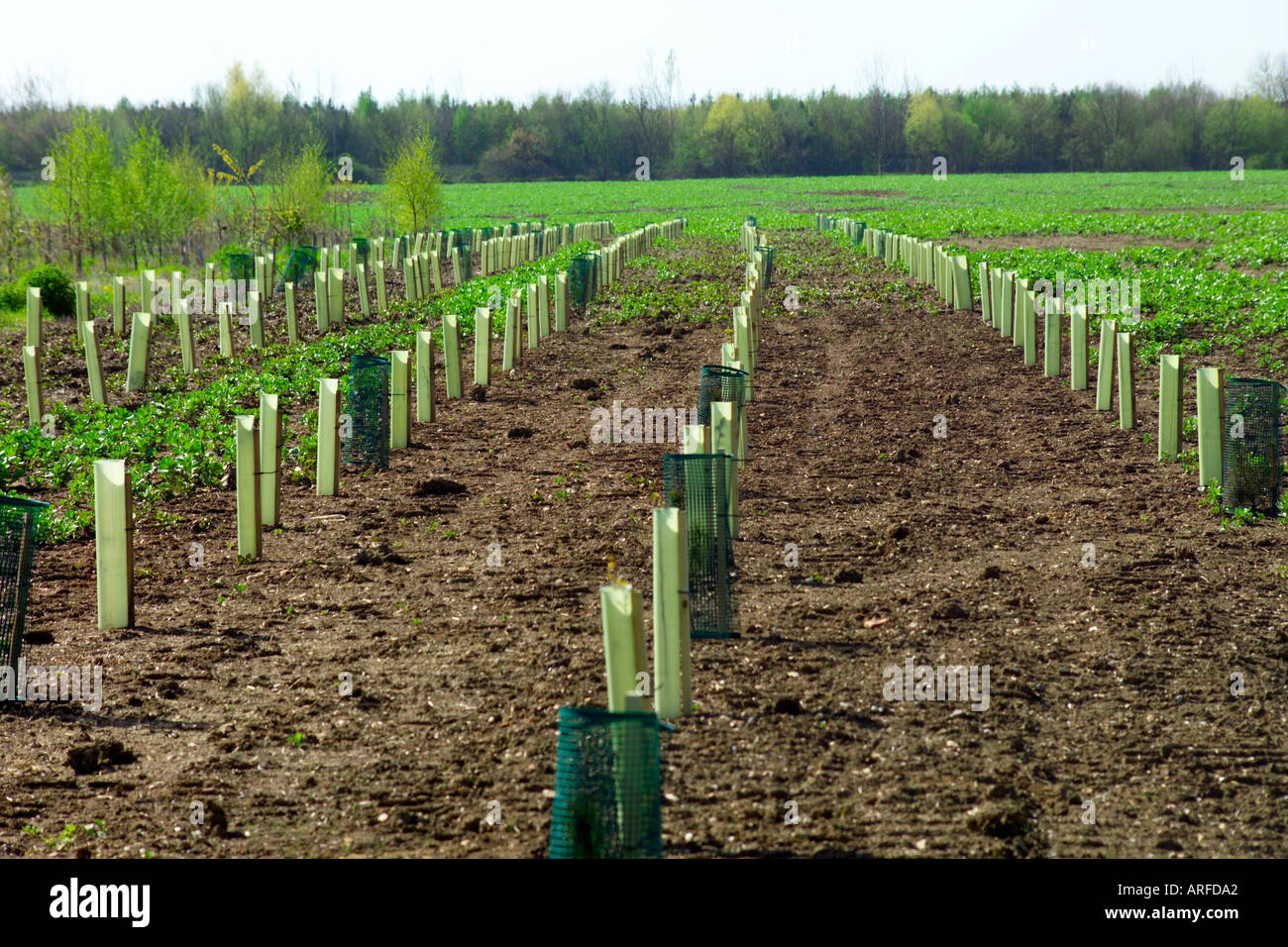 Saplings hi-res stock photography and images - Alamy