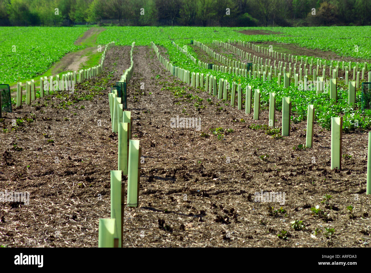 Saplings hi-res stock photography and images - Alamy