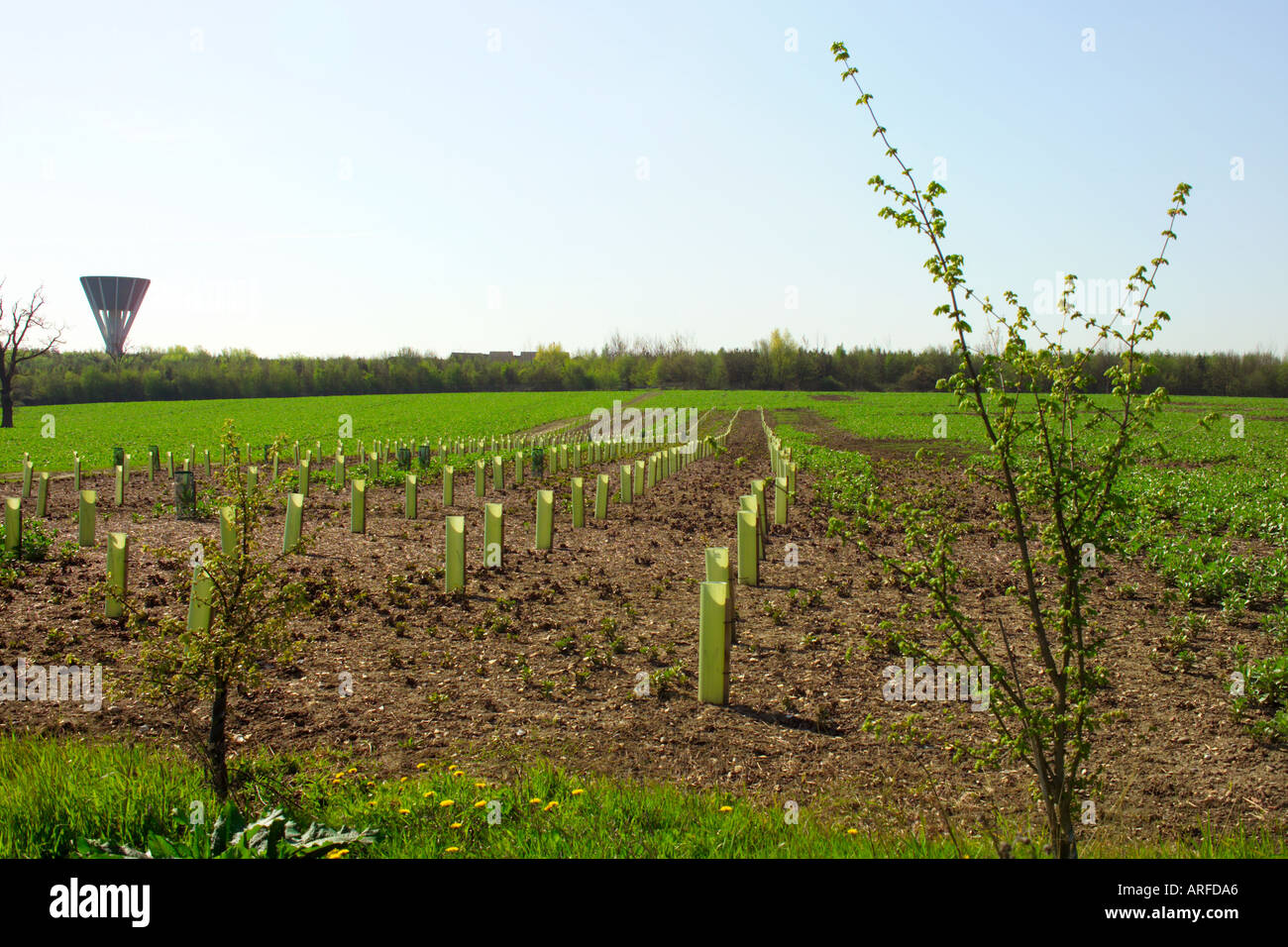 Saplings tree hi-res stock photography and images - Alamy