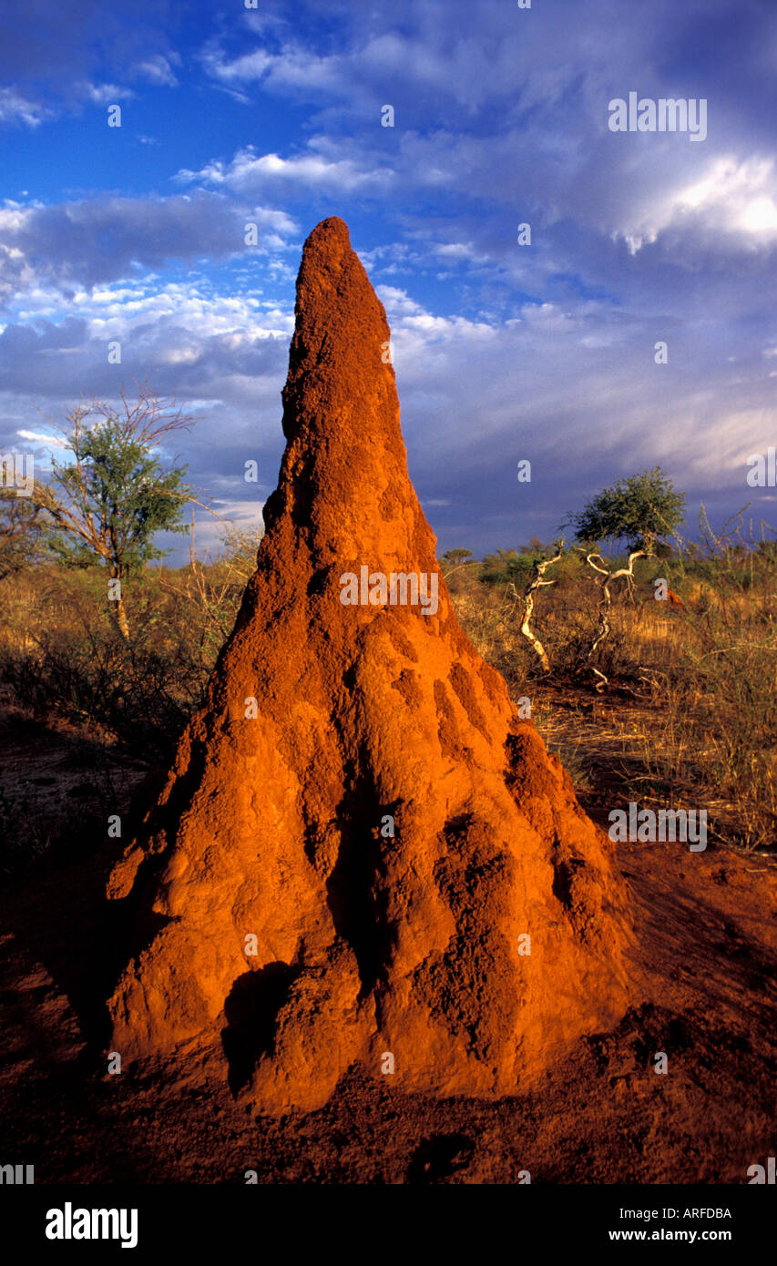 Termite mound near Otjiwarongo Namibia Stock Photo - Alamy