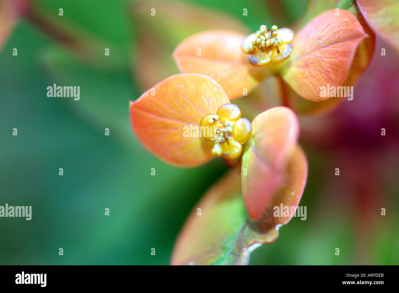 Euphorbia Griffithii Fireglow Stock Photo - Alamy