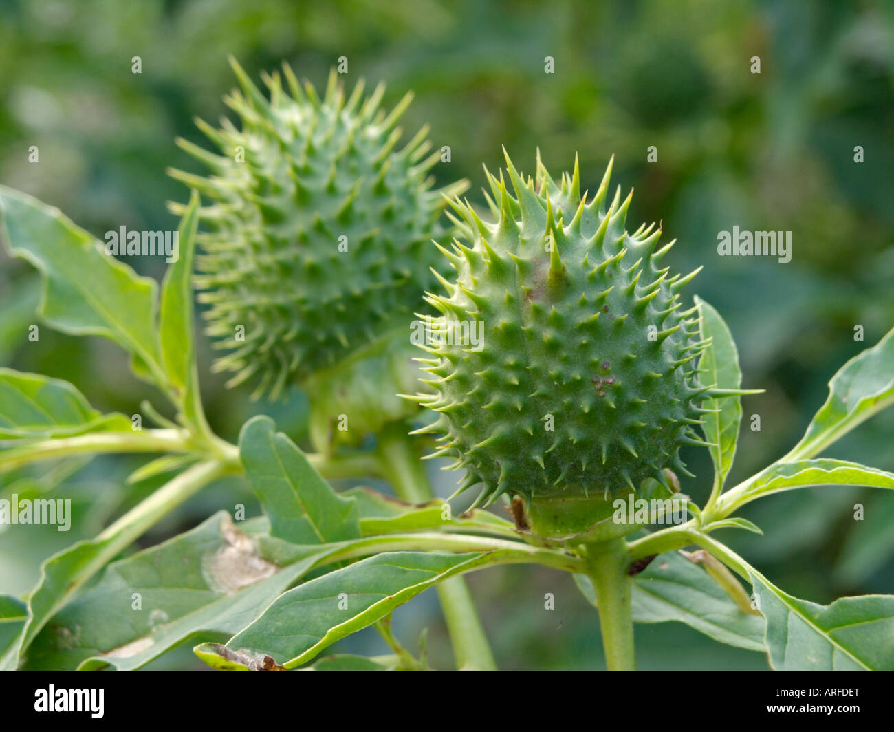 Jimson weed (Datura stramonium Stock Photo - Alamy