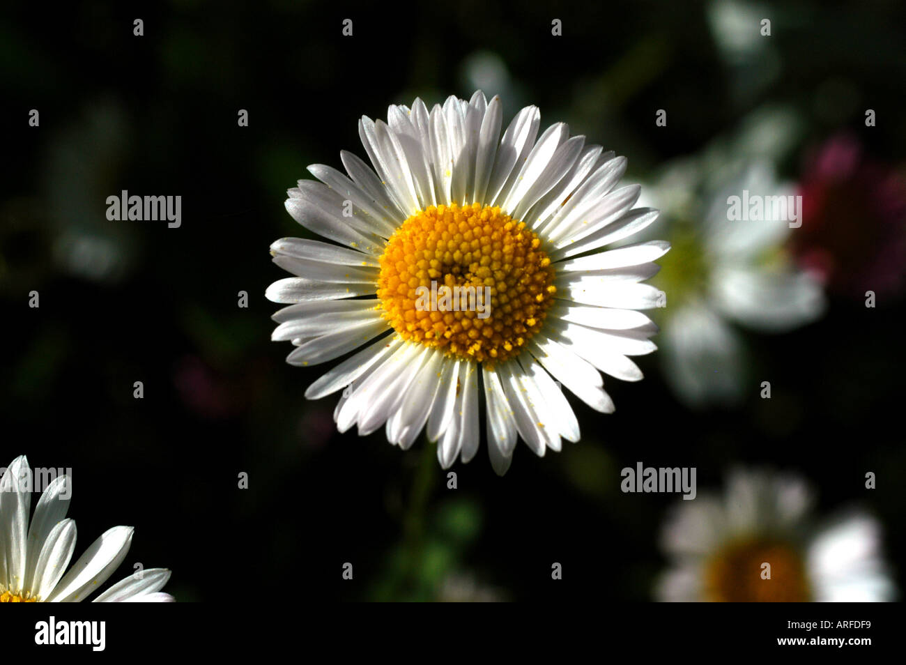 Giant daisy abstract hi-res stock photography and images - Alamy