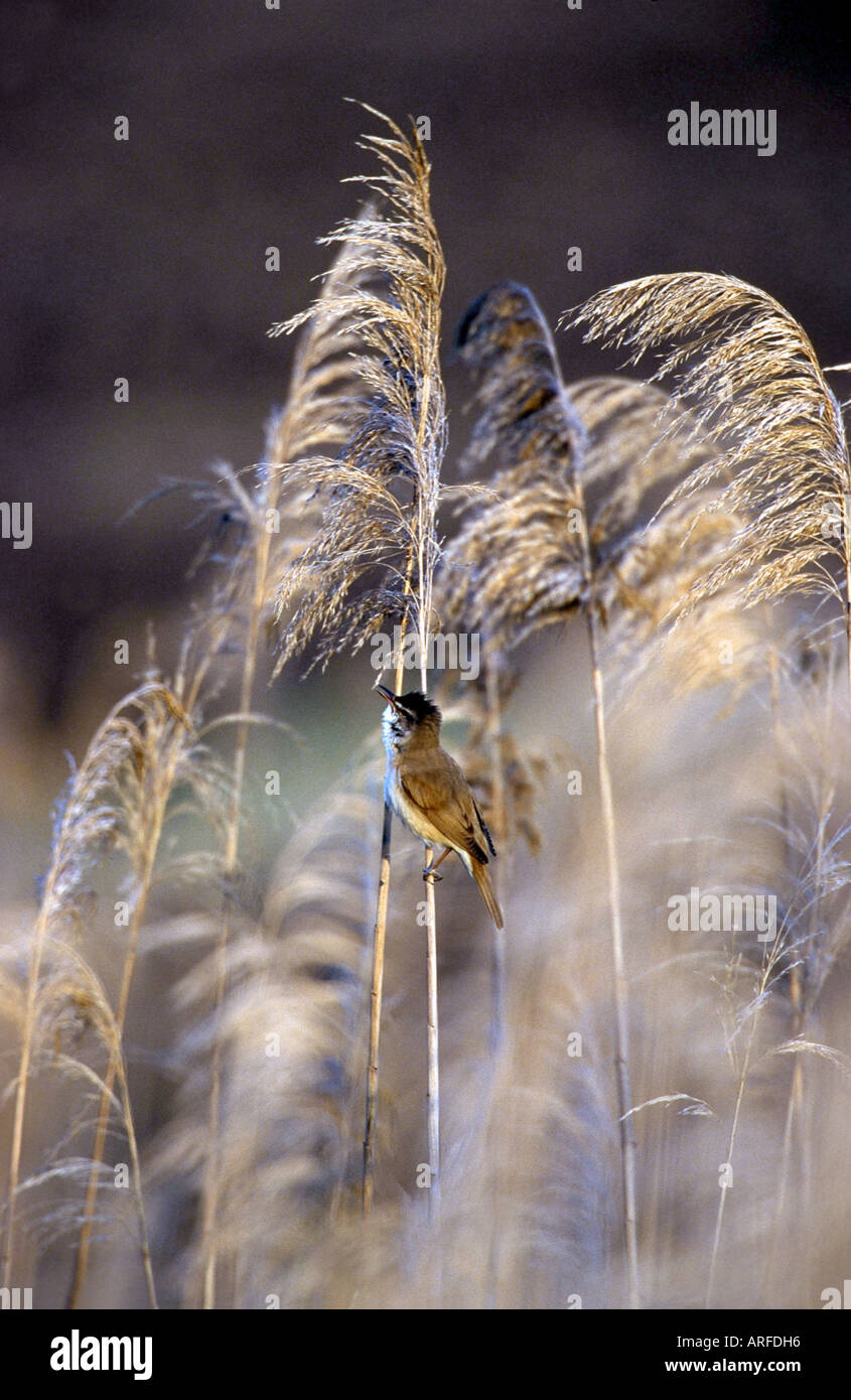 great reed warbler (Acrocephalus arundinaceus), on Common Reed, Greece ...