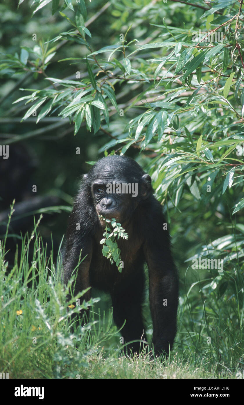 bonobo, pygmy chimpanzee (Pan paniscus), young, Belgium Stock Photo - Alamy